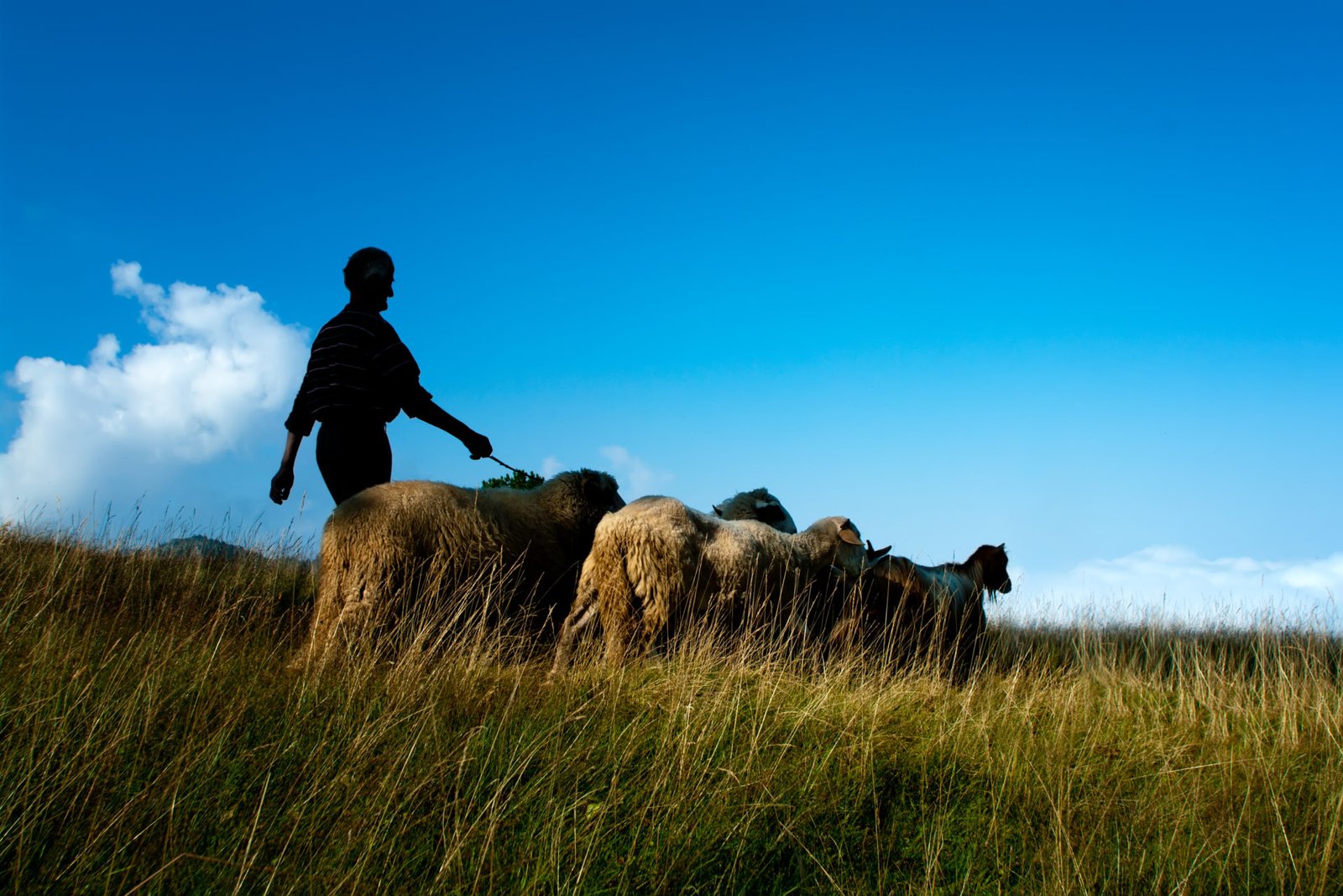 Cattle Breeding | KATUN ROADS