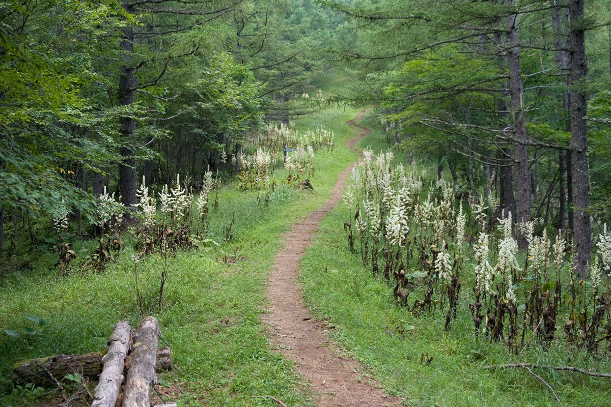 Llojet bimore helmuese - toksike | KATUN ROADS